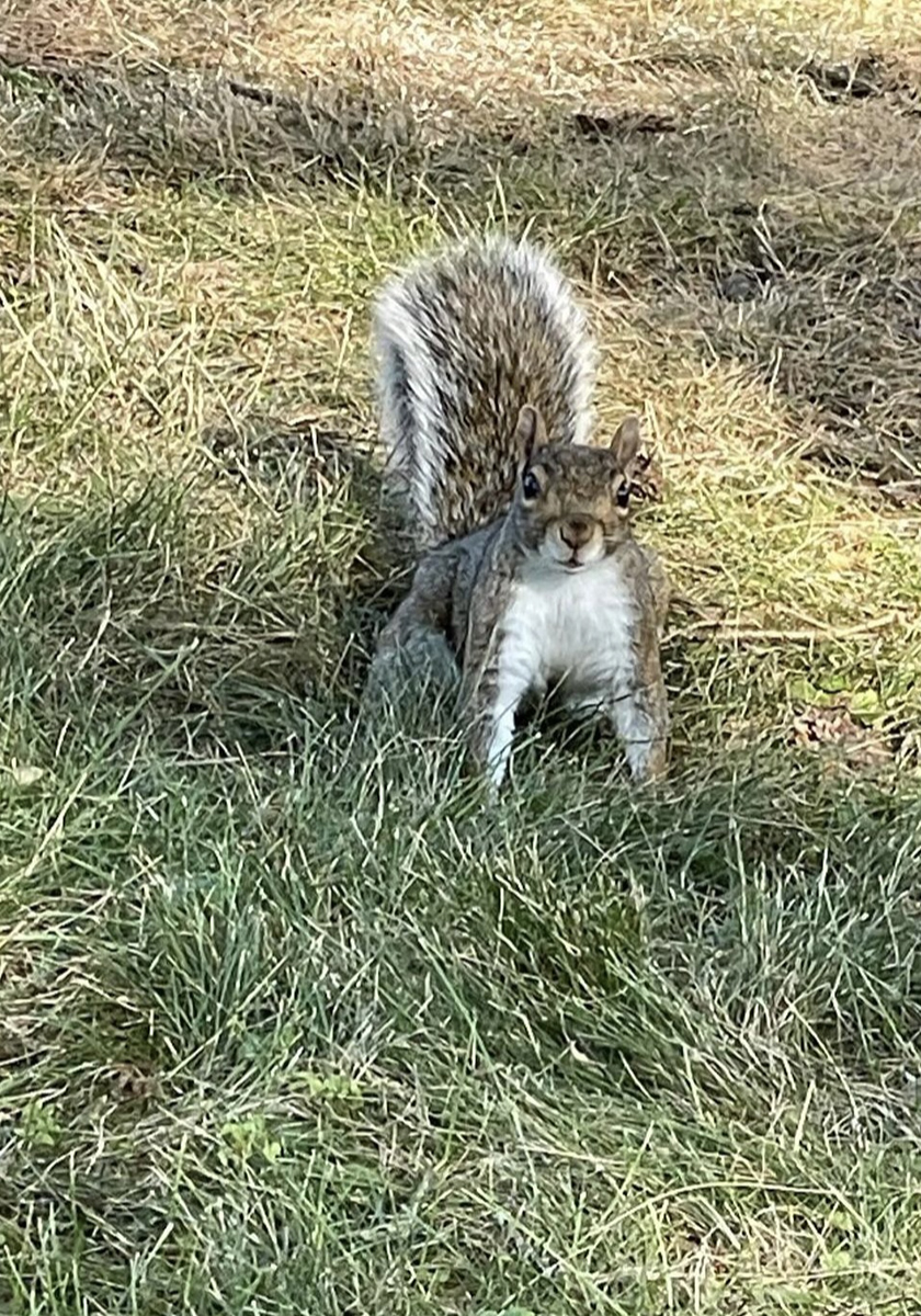 Squirrels gain fans on Instagram – Defender