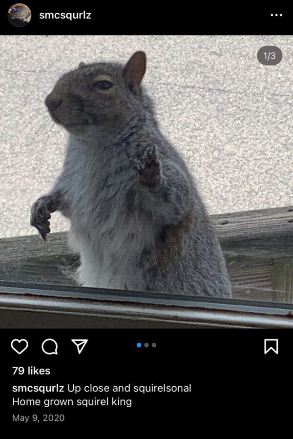 Squirrels gain fans on Instagram – Defender