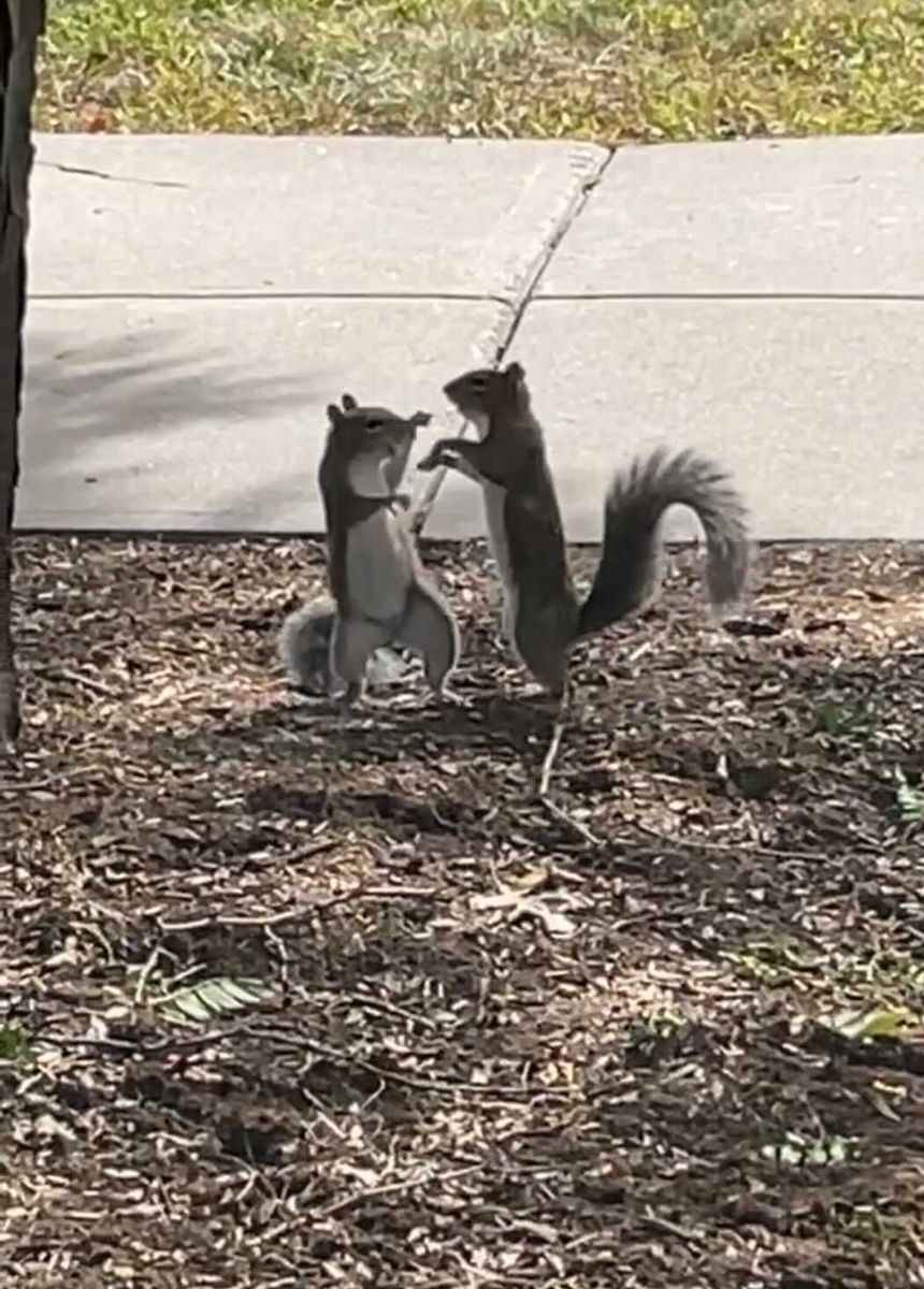 Squirrels gain fans on Instagram – Defender